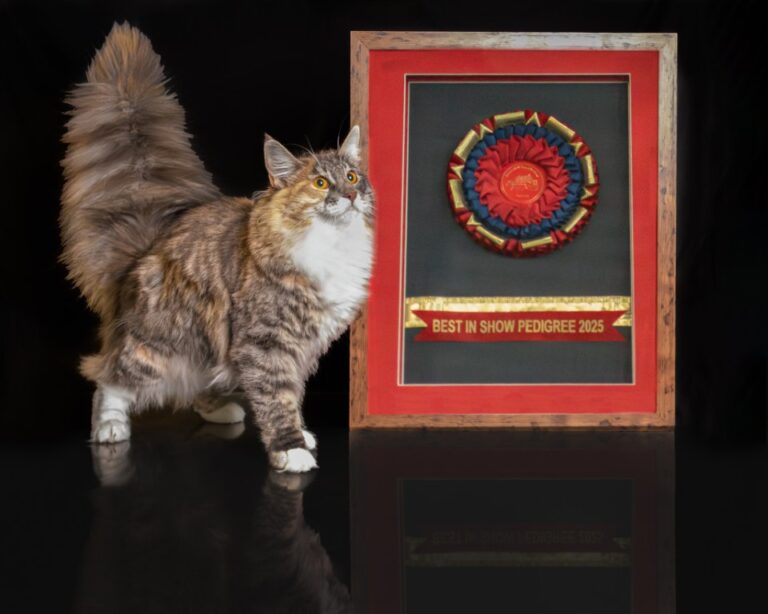 Welcome! - Edinburgh & East of Scotland Cat Club